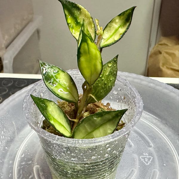Hoya Lacunosa Silver Mint Coin Lightly Rooted Actively Growing Silver ...