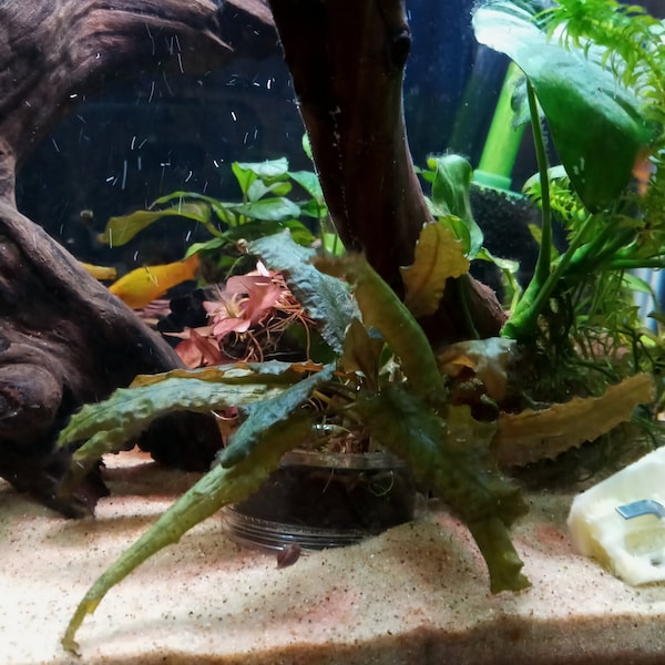 Tank Planters Foliage Kit 4-pack - Etsy