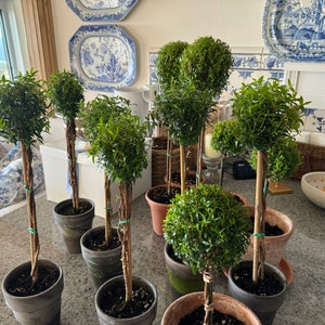 Variegated Scented Geranium Topiary 6 Pot Braids and Twists - Etsy