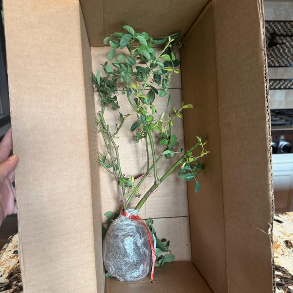 Rose “ausbite” English Climbing Rose Plant Ownroot - Etsy