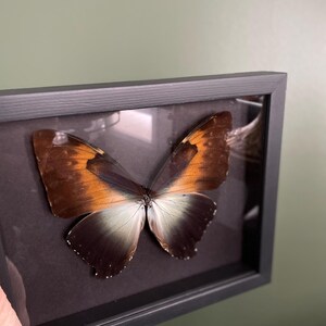 Rare Electric Blue Butterfly Prepona Omphale Framed Taxidermy Moonlight ...