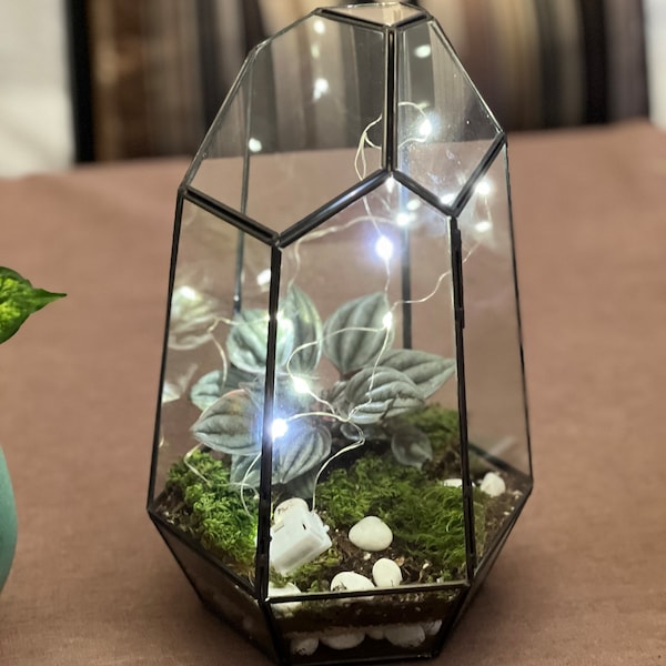 Large Terrarium Kit DIY / Live Moss / Tropical Plant, Bioactive ...