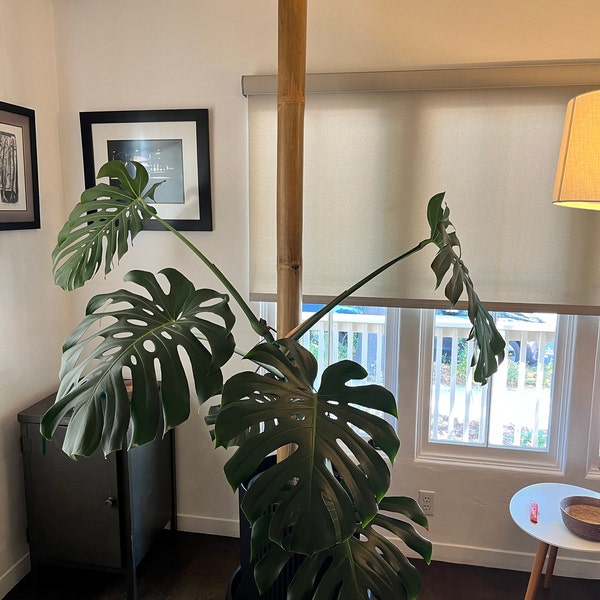 Large and Extra-large Bamboo Poles 5/8"-7/8" Thickness, 3"-7" Diameter ...