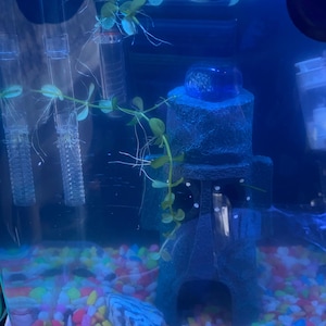 Tank One, Various Live Aquarium/aquatic/background/midground/foreground ...