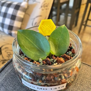 Propagation Pins Moss Pole Pins Allow a Little More Flair to Your ...