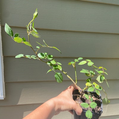Rose Shalimarシャリマー. 夏利玛木村卓工own Root. Continue Blooming. - Etsy