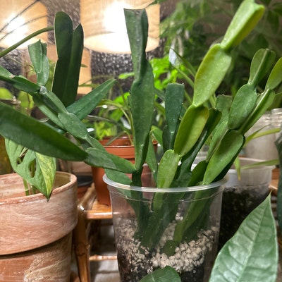 German Empress Epiphyllum 1 Cutting disocactus Phyllanthoides 6 8 ...