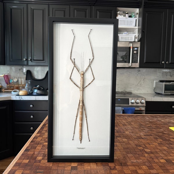 Ranatra Longipes Longipes, Water Stick Bug, Legs Spread, Real ...
