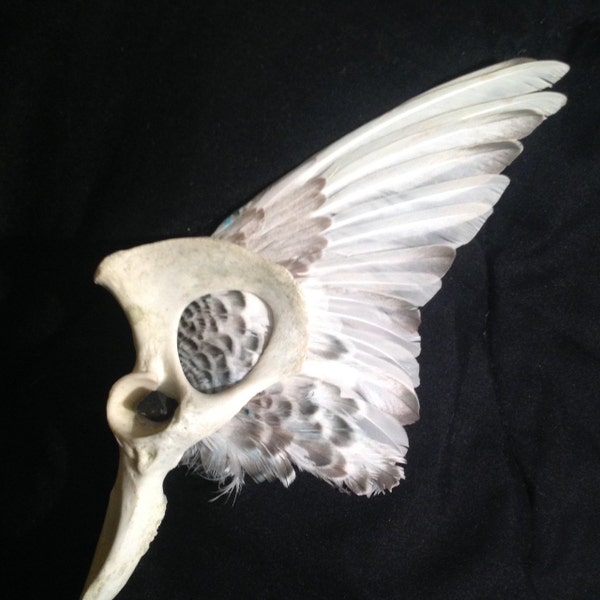Taxidermy Bird Wings, Real Bird Wing, Chicken Wing, Partial Wing, 8 X 2 ...