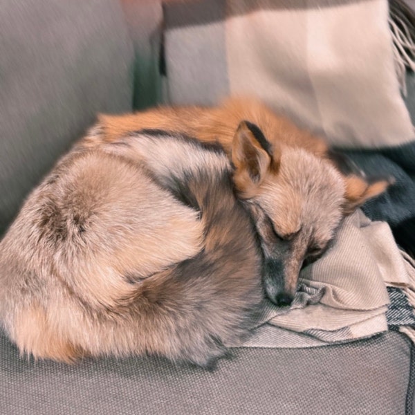 Beaver Fur Can and Bottle Cooler/cozy With Pink Neoprene Insert ...