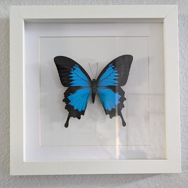 Real Papilio Ulysses Butterfly Specimen (blue Emperor Swallowtail ...