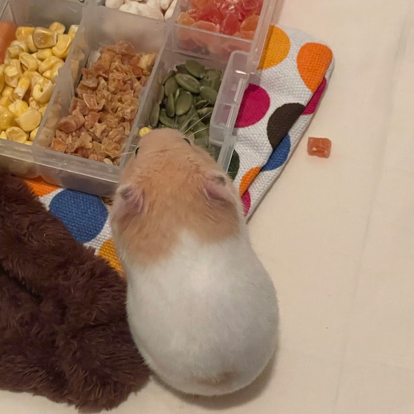 Hamster Treat Bundles - Etsy