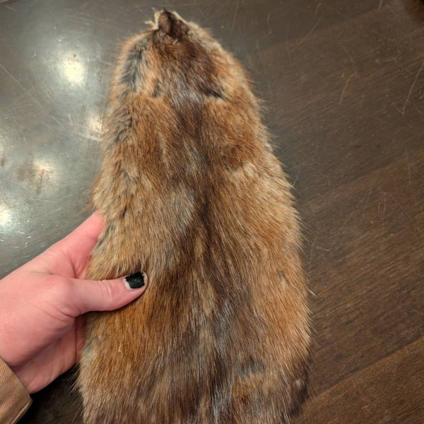 River Otter Pelt, Tanned - Etsy