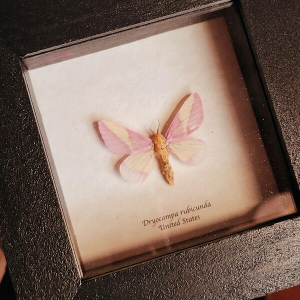 Rare Calleta Silkmoth Framed Taxidermy Eupackardia Calleta - Etsy