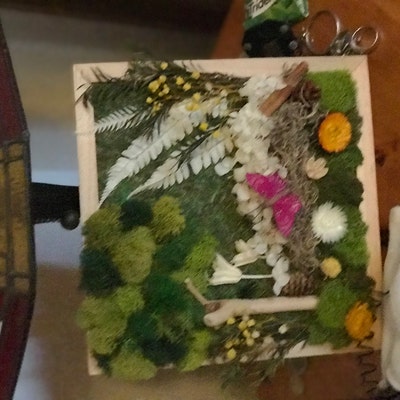 Real Dried Mix Moss Craft Making Moss for Crafts Fairy Garden Moss ...