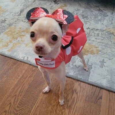 Windflower Fable Bow. Trendy Bow. Floral Bow. Fable Bow for Girl. Fable ...