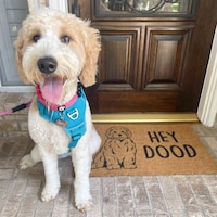 1426 Hey Dood Golden Doodle Dog Goldendoodle Doormat Labradoodle ...