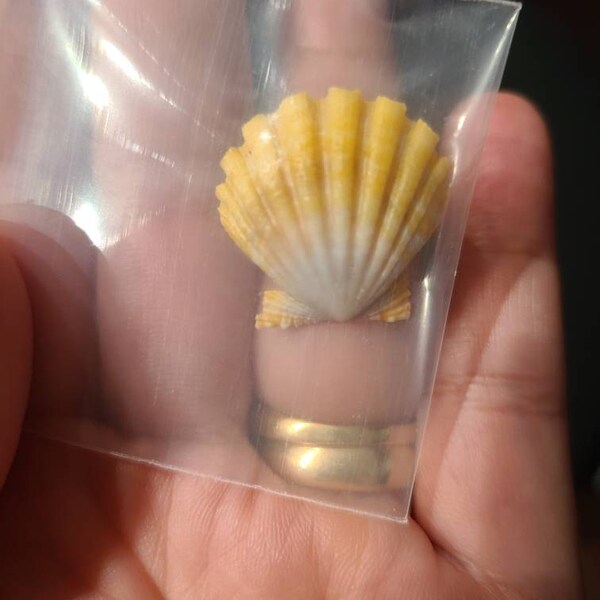 Opihi Limpet Hawaiian Shells 10 Shells Hawaii Shell Jewelry Making ...