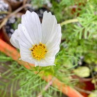 Giggles Dahlia Seeds - Attracts Pollinators, Long Blooming Season ...