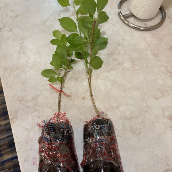 Hoya Keysii (hoya Australis) 1yo Plant With 5-6 Leaves Well Rooted ...