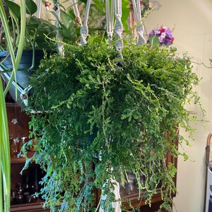 8 Rainbow Peacock Spikemoss Fern selaginella - Etsy