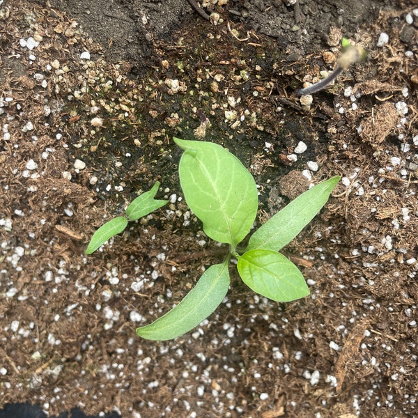 Beit Alpha Persian Cucumber Seeds - Organic Non GMO - FAST SHIP! Vining ...