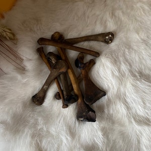 Rare Black Rooster Bone Set for Divination Throwing Bones Bones for ...