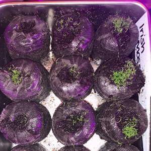 Irish Moss Seeds Irish Moss Ground Cover Seeds Sagina Subulata Seeds ...