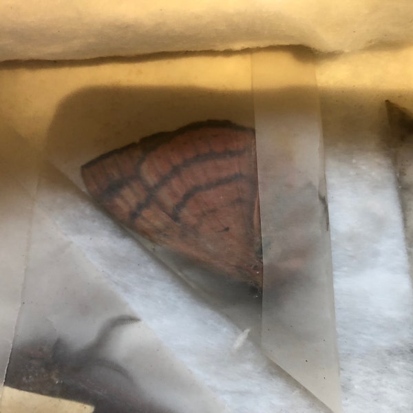 Collectorsitem : One Awesome Silk Moth Salassa Thespis , Wings Closed ...