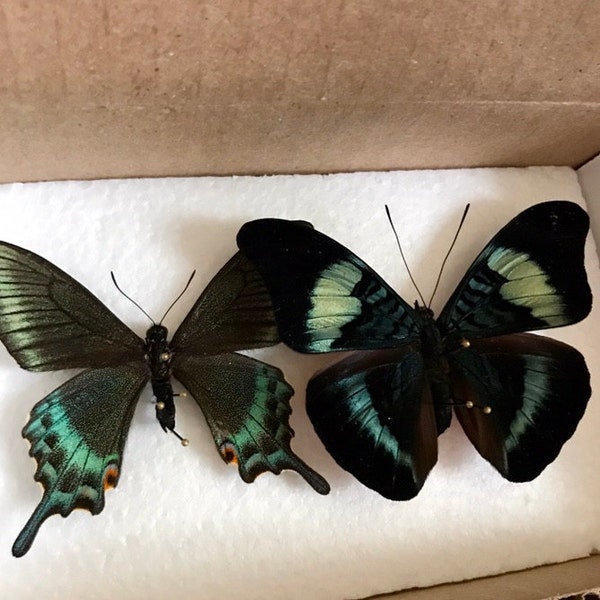 Panacea Prola Blue Green Butterfly Peru - Etsy