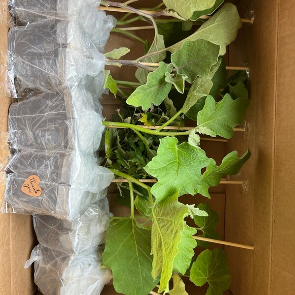 Silver Falls - Dichondra Plant. Ships in 4" Pot. We Do Not Ship to Ca ...