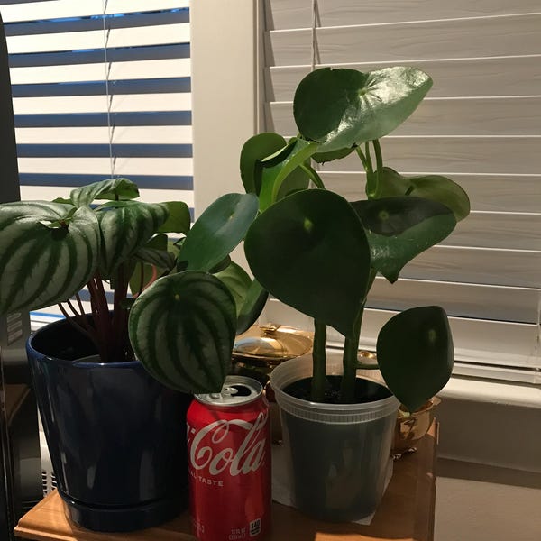 Calathea Burle Marx, Fishbone Prayer Plant, Unique and Easy to Care ...
