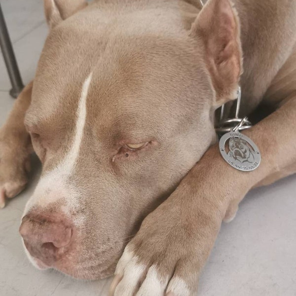 Personalized American Bully Dog Tag: Engraved Stainless Steel Pet ID - Etsy