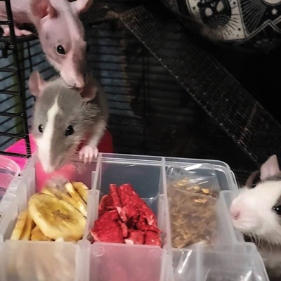 Rat Treat Bundles - Etsy