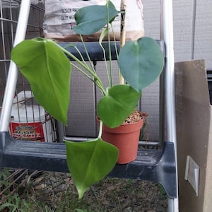 Monstera Deliciosa Tropical Split Leaf Plant 4 Inch Pot Indoor and ...