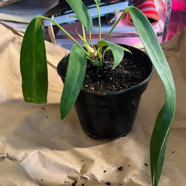 Neoregelia Red Waif Dwarf Bromeliad Cut Offset - Etsy