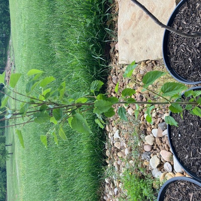 Red Dogwood Cherokee Chief Tree Beautiful Red Blooms 1-2ft Tall Now - Etsy