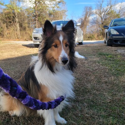 Bold and Bright Ring Lead With Tug Agility Lead-barn Hunt Lead Fyball ...