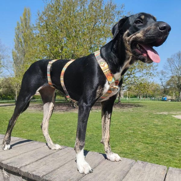 Triple Dog Harness Red Pasley for Greyhound. Handmade With Cotton ...