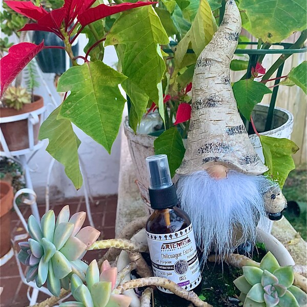 COMBO Chilcuague Extract/ Balm - Etsy