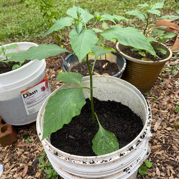 Wild Huckleberry - 100+ Seeds - Wildlife Food - Etsy