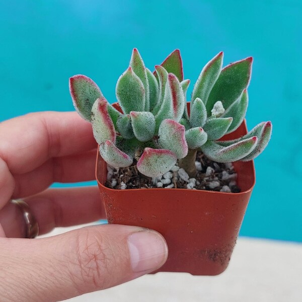 String of Dolphins 4 Inch Live Succulent Hanging Plant Indoor Plant ...