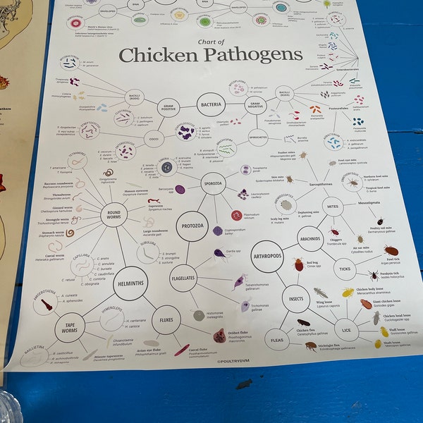Chicken Body Condition Score Chart - Chickens 101 - Caring for Chickens ...