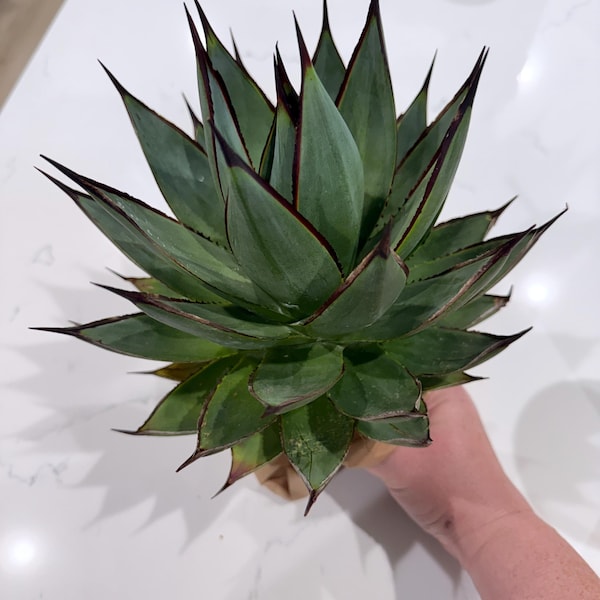 Blue Glow Agave | 3 Gallon | Live Succulent Plant | Cactus | Indoor ...