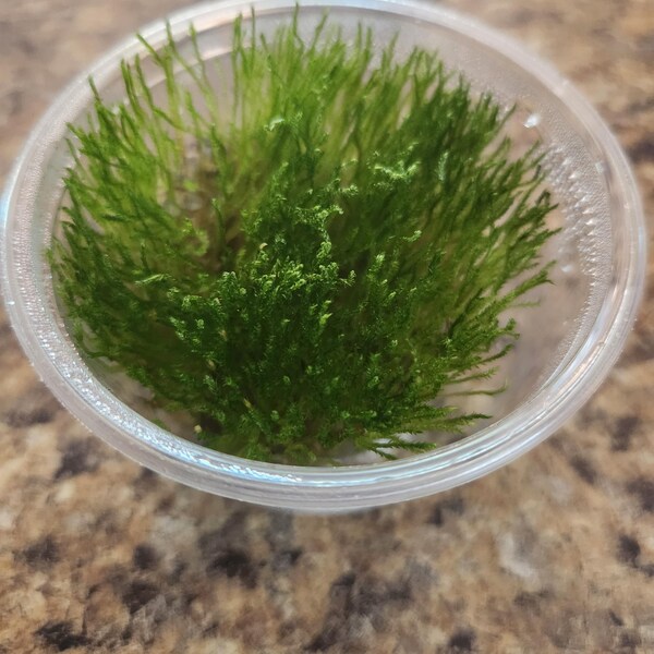 Staurogyne Repens Tissue Culture - Freshwater Aquarium Plant for ...