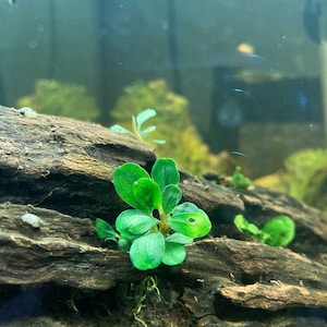 2 Bucephalandra Micro Plants Live Aquarium Plants Free S/h Live Aquatic ...