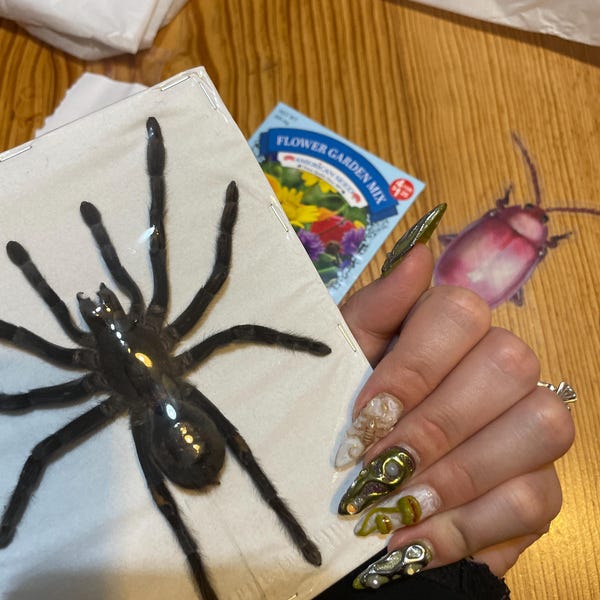 Rare Giant Flame Leg Millipede, Trigoniulus Macropygus - Etsy