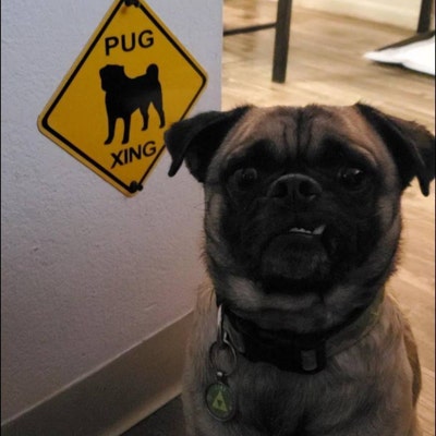 PUG Xing Metal Caution Yellow Dog Crossing Sign 6x6 or 12x12 NEW 2 ...