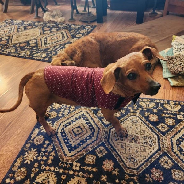 Male Dog Belly Band Sewing Pattern Xxsm–xxlg – PDF DIY Diaper Wrap for ...