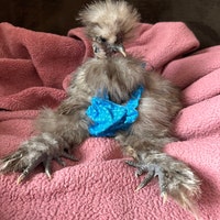 Chicken Diaper Medium Stylish Chicken Diaper- Larger Bantam Poultry or ...